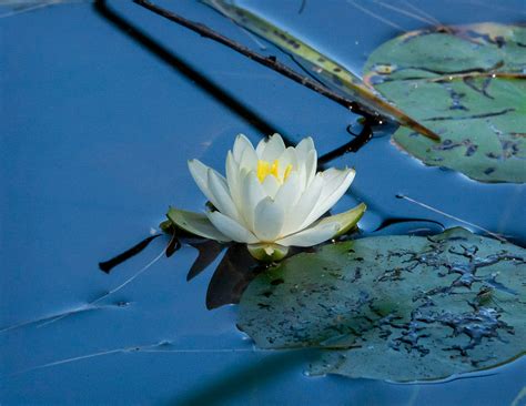 White Water Lily Wallpaper