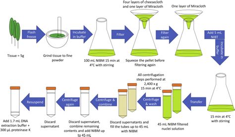 Lysis Buffer Recipe For Dna Extraction