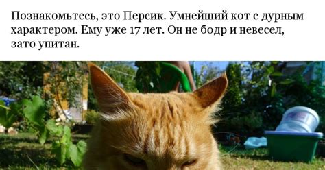 Котяра | Пикабу