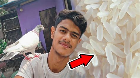 কবুতরকে চাল খাওয়ালে কি হয় Youtube