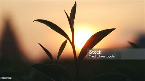 녹차 나무는 유기 농장 햇빛에 동백 Sinensis를 남깁니다 여름 아침에 신선한 젊은 부드러운 새싹 허브 농장 햇빛 녹차 나무 식물 아침에 나무 차 식물 녹색 자연을