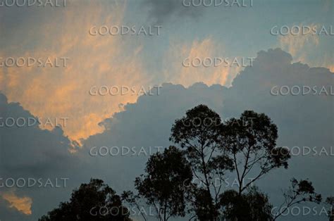 Trees With Clouds In Background GoodSalt
