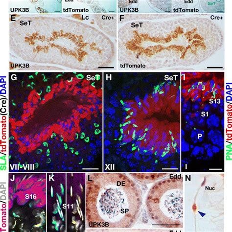 Cre Recombinase Activity And Upk3b Expression In Embryonic Mice A B Download Scientific