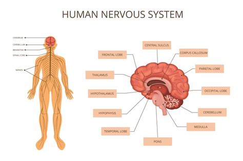 Muhammad Saadat Abbas On Linkedin The Human Nervous System Is The Bodys Complex Network Of