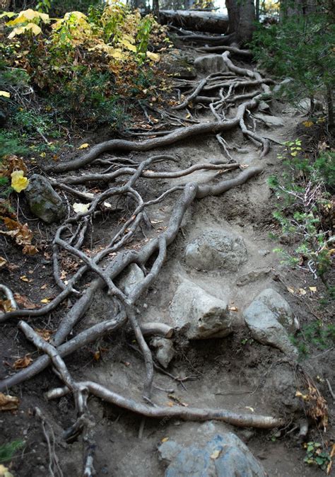Premium Photo Exposed Tree Roots On A Forest Path