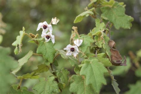 Two Top Thomasias Thomasia Macrocarpa And Thomasia Solanacea Mallee Design