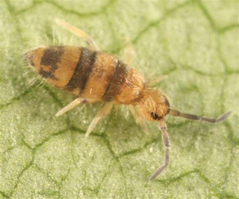 Springtail Entomobrya Assuta Bugguidenet