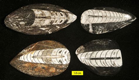 Woosters Fossils Of The Week Very Common Orthocerid Nautiloids From