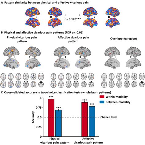 Whole Brain Multivariate Pattern Analyses A Physical Vicarious