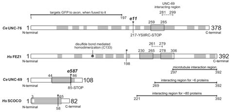 Mutations Observed In C Elegans And The Corresponding Region In The