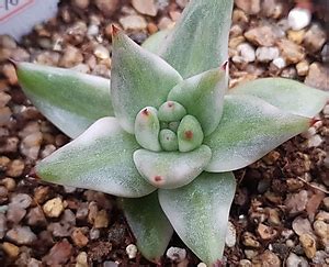 엘크혼금 다육금 엑스플랜트