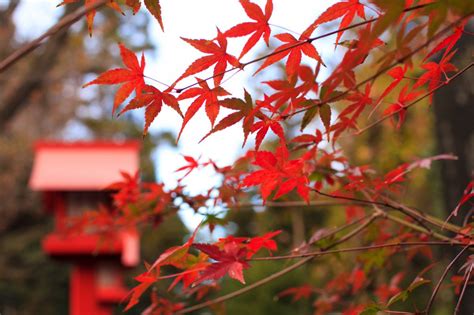 それぞれの紅あか GANREF