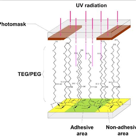 Schema Of Cell Transfer Technology A Procedure Of Cell Transfer