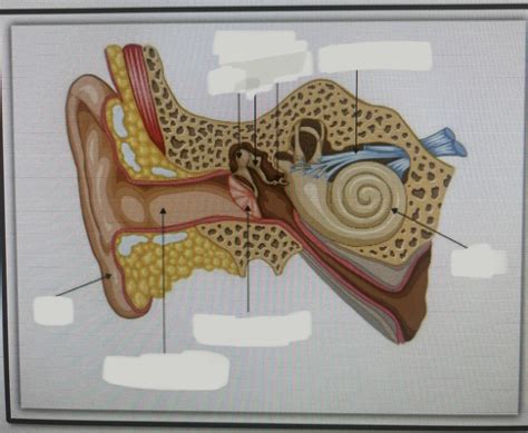 Inner Ear Ossicles Diagram Quizlet