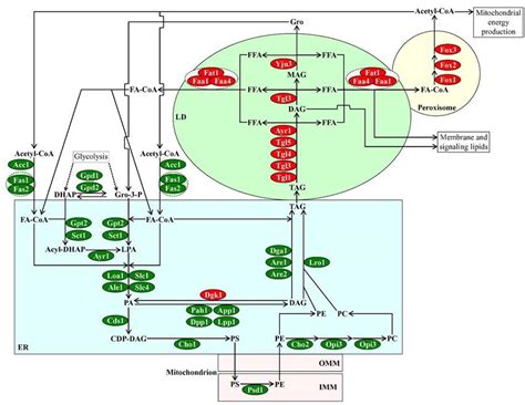 Pathways For The Synthesis Of Phospholipids In The Endoplasmic