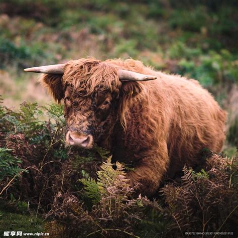 牛摄影图 家禽家畜 生物世界 摄影图库 昵图网