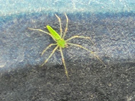 Closeup Of A Terrifyingly Huge Green Lynx Spider With Long Legs And An
