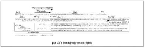 The Terminator Sequence Of The T7 Promoter Genspark The Terminator Sequence Of The T7 Promoter Genspark