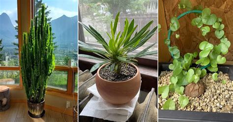 15 Beautiful String Succulents That Hang Succulent Garden Web