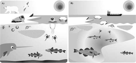 1 Schematic Representation Of A Multi Year Sea Ice Arctic Ecosystems Download Scientific