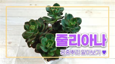 210703 다육스케치 L 줄리아나 소개 영상 L 수연 L 공중뿌리 L 공기뿌리 L 다육식물 L Succulent Plants L 초보다육 L 베란다 다육 L 다육이 키우기