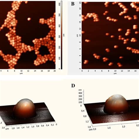 Atomic Force Microscopy Of Staphylococcus Aureus Atcc 29213 Cells Download Scientific Diagram