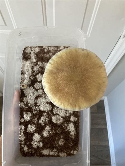 [actives] 124 Gram P Cubensis Orissa Clone From A Cluster This One Decided To Be Huge Instead