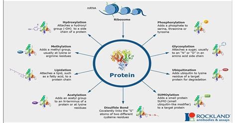 Post Translational Modification Definition Processing