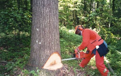 Logging Safety
