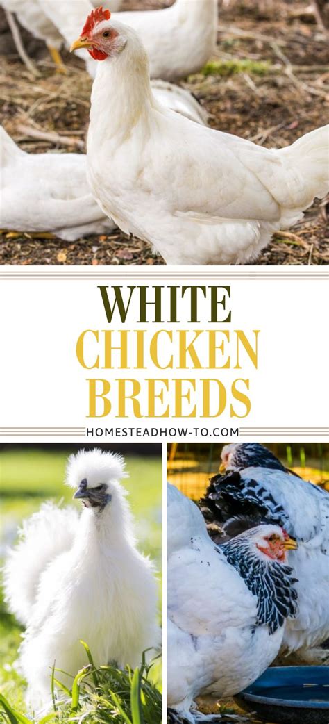 13 Of The Most Beautiful White Chicken Breeds To Add To Your Flock