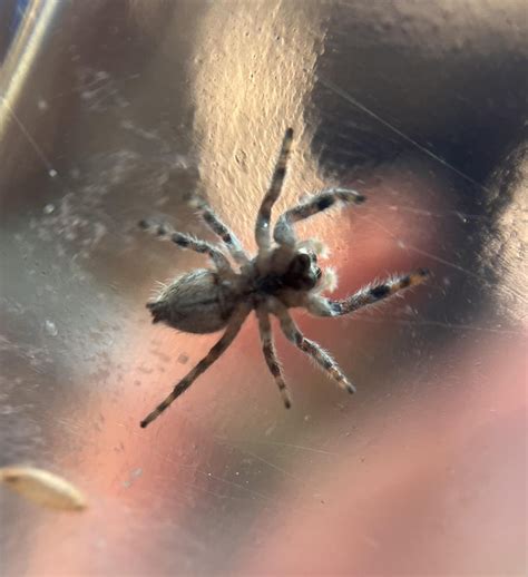 Help Sexing P Otiosus Juvenile Rjumpingspiders