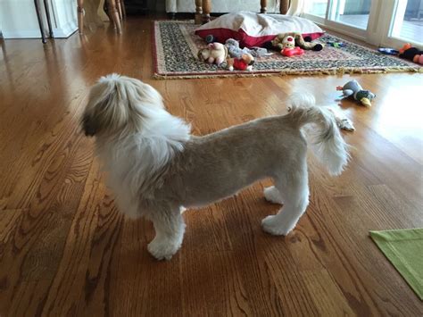 Shihtzu With A Puppy Lion Cut Shih Tzu Hair Styles Dog Haircuts
