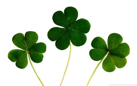 Four Leaf Clover Wallpapers Hd Pixelstalk