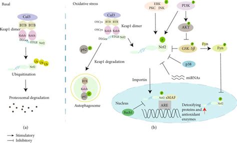 Stress Response Regulatory Network Of Nrf2 A Under Basal Conditions