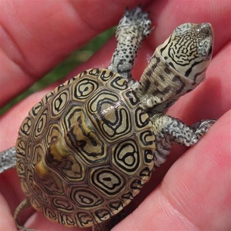 Northern Concentric Diamondback Terrapin By Diamondback Terrapins And