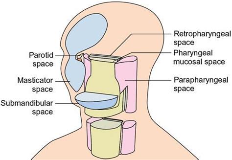 Lateral Pharyngeal Space Parapharyngeal Tumors In Beverly Hills Ca