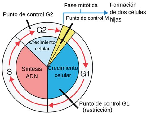 Puntos De Control Del Ciclo Celular Labster Theory