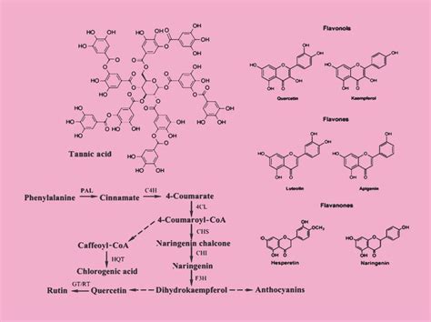Synthesis Of Polyphenols With Wide Variability And Complexity Download Scientific Diagram