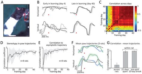 Motor Cortex Is Required For Learning But Not For Executing A Motor Skill Abstract Europe PMC