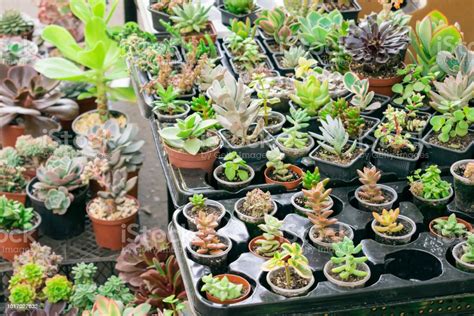 다양 한 종류의 다 육 식물echeveria Sempervivum 무역 개화 식물 판매 원형과 사각형 냄비에 많은 미니어처 다 즙 식물 화분에 선인장 Succulents 0