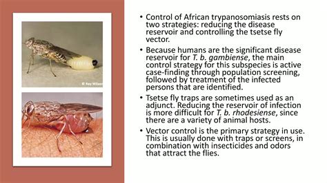 The Life Cycle Of Trypanosomiasis Pptx