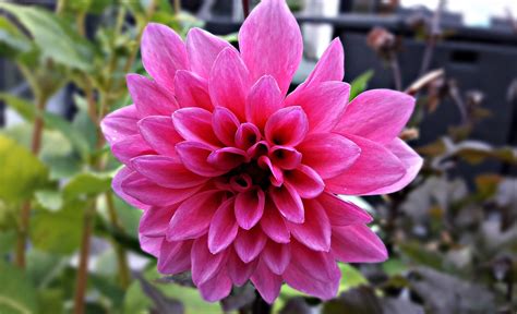 Flower Dahlia Garden Free Photo On Pixabay Pixabay