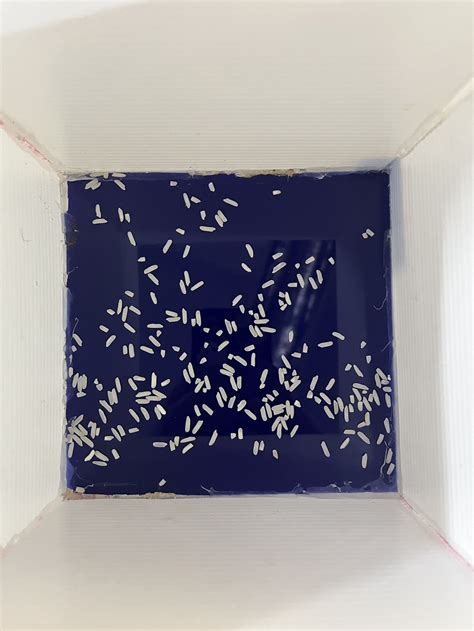 Rice Photo Instance Segmentation Model By Rice