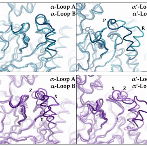 Clustering Analysis Indicates Structures With Different Loop A