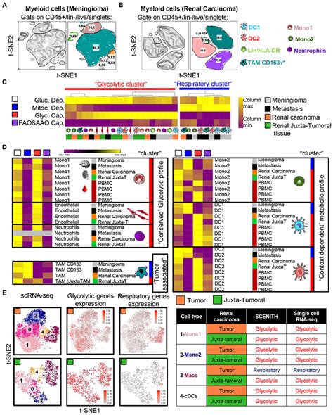 Scenith A Flow Cytometry Based Method To Functionally Profile Energy