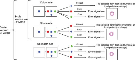 Figure 1 From The Role Of Primate Prefrontal Cortex In Bias And Shift Between Visual Dimensions