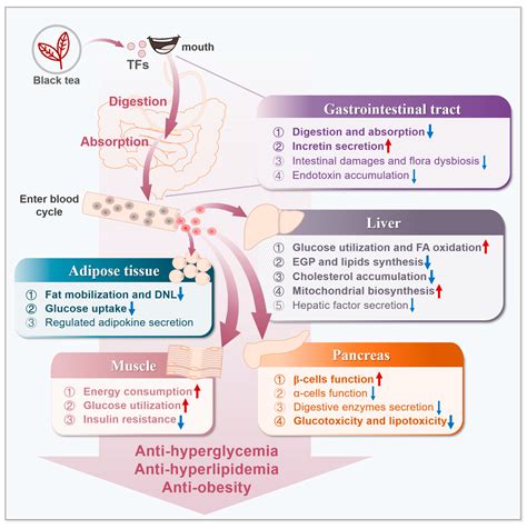 Improvement Of Theaflavins On Glucose And Lipid Metabolism In Diabetes