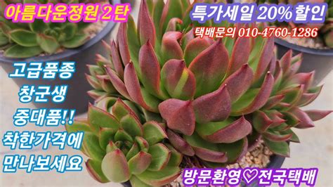 아름다운정원창다육신상입고고급종들만원대부터♡피델리오 ♡케빈카이저♡매릴그림♡맥라이징♡가르시아♡핑크다이야♡에로스♡루카스♡콜리♡가이야♡도감마리아~~ 전품목20할인