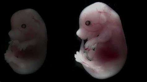 Pregnant Mouse Stages