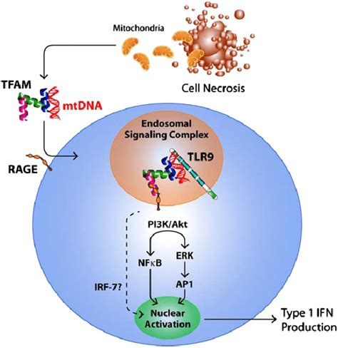 Schematic Representation Of Pdc Activation By Necrotic Cells To Download Scientific Diagram